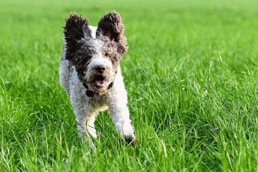 Hunderassen-Lexikon: Der Lagotto Romagnolo — confidu