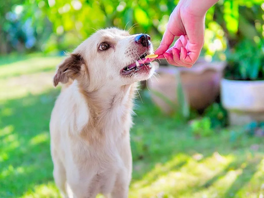 So gelingt dir eine Futterumstellung bei deinem Hund — confidu