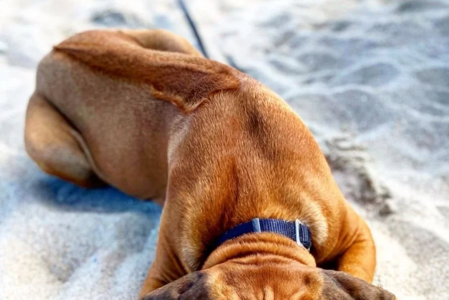 Hunderassen-Lexikon: Der Rhodesian Ridgeback — confidu