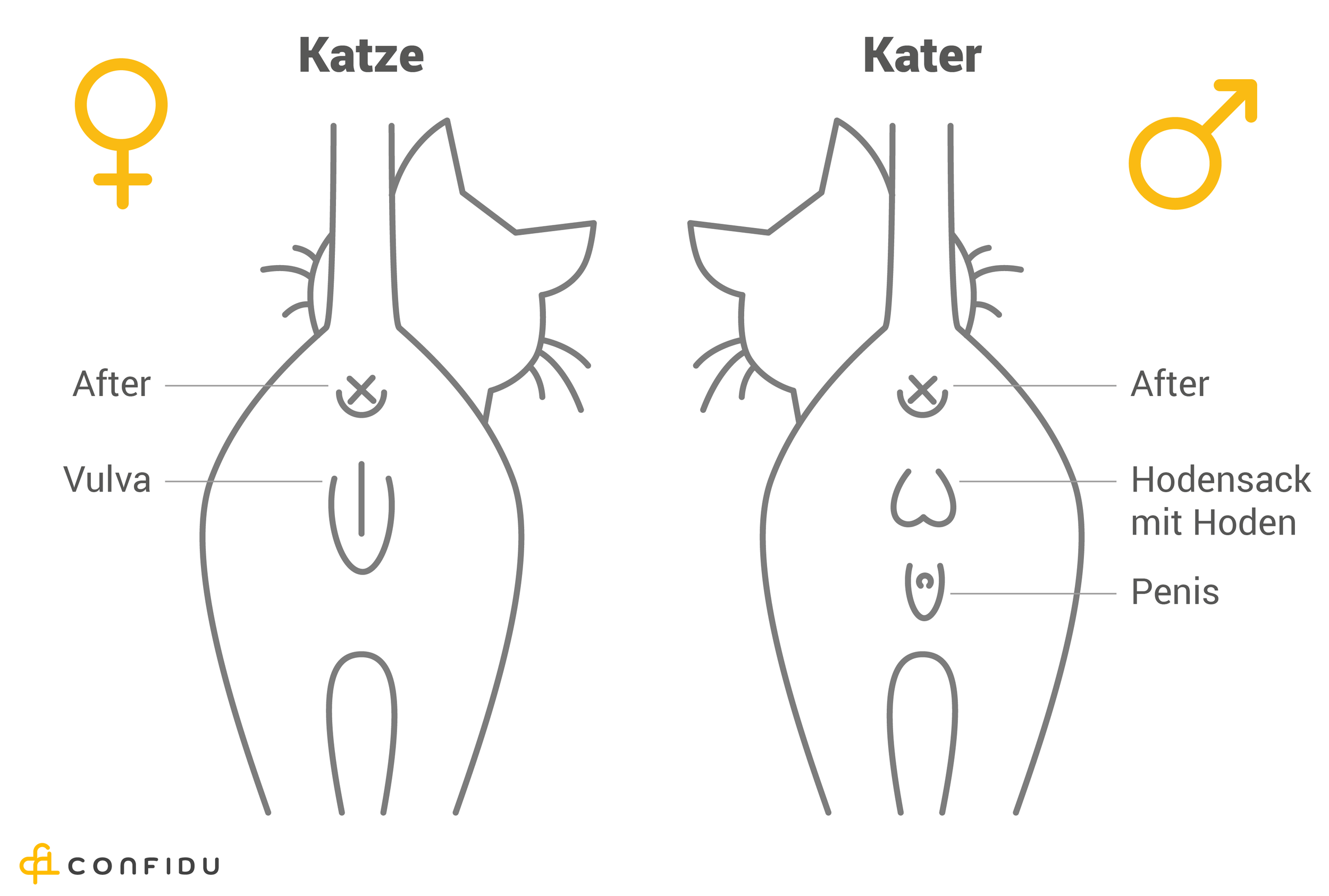 Geschlechtsbestimmung bei Kitten und erwachsenen Katzen — confidu