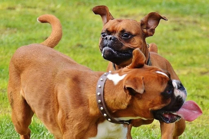 Hunderassen-Lexikon: Der Boxer — confidu