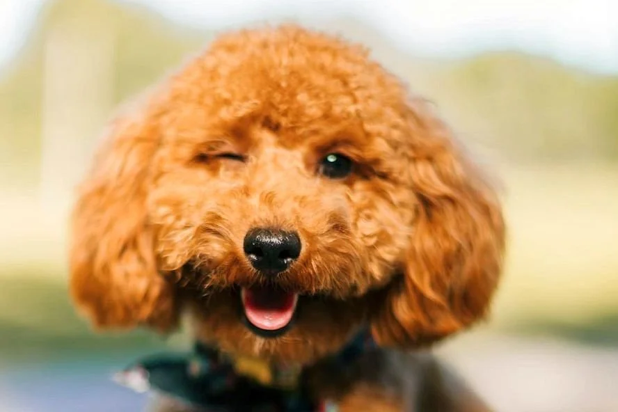 Augenkrankheiten beim Hund – verstehen, erkennen und richtig handeln ...