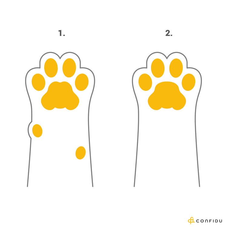 Pododermatite : Prolifération de callosités dans les pattes du chat ...
