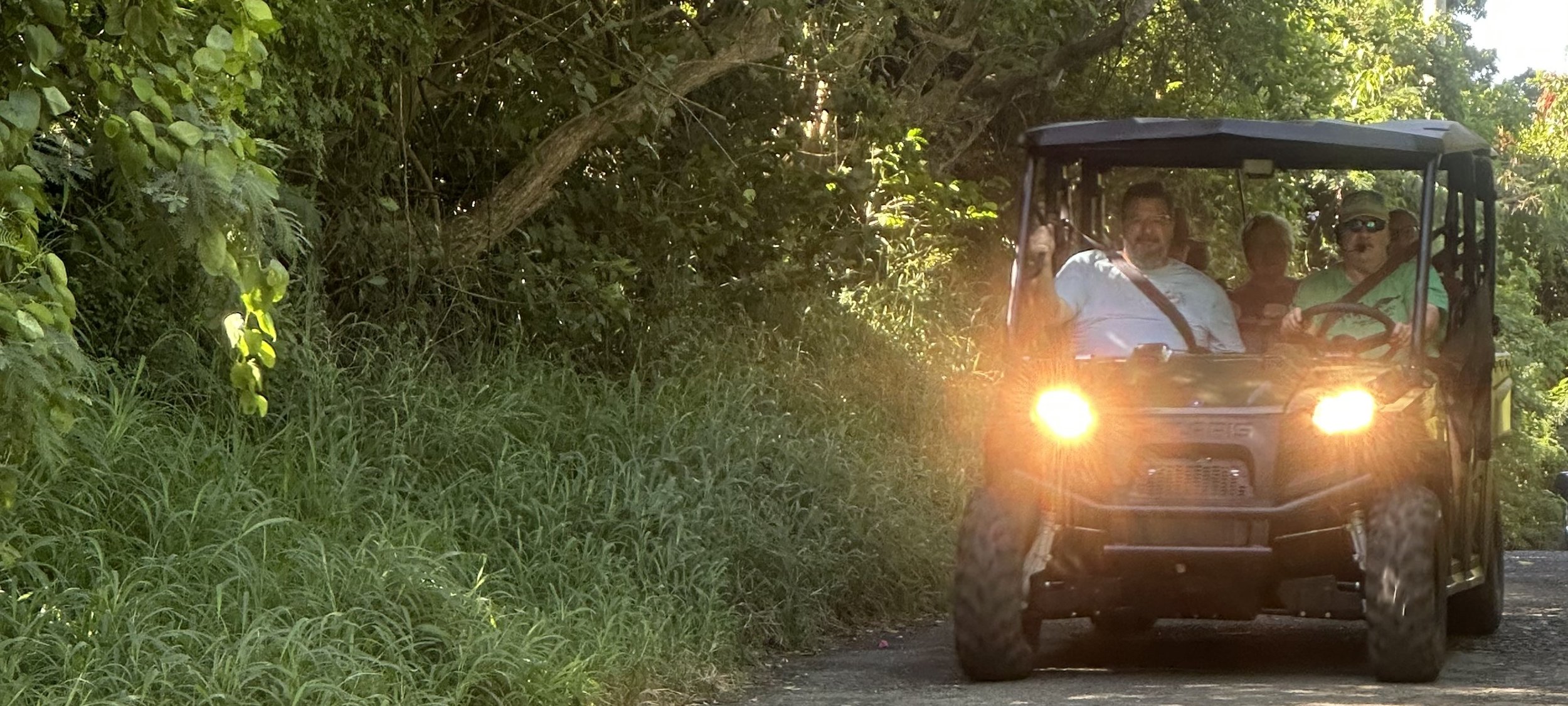 Gecko's Island Adventure