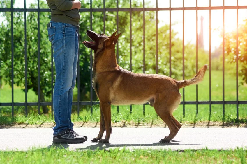 Focus and Engagement — Dog Handler Training