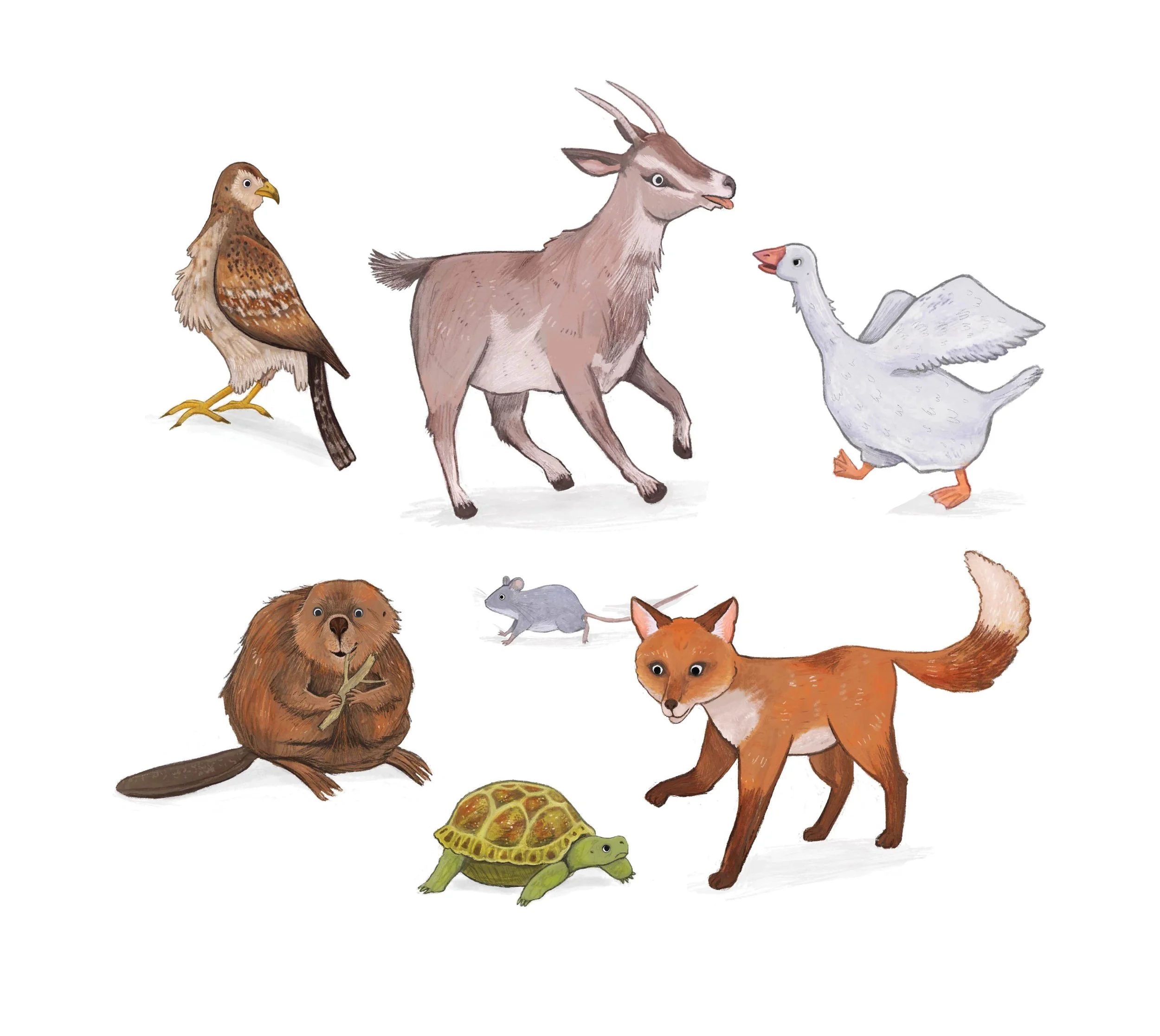 Rachel Sanson Illustration