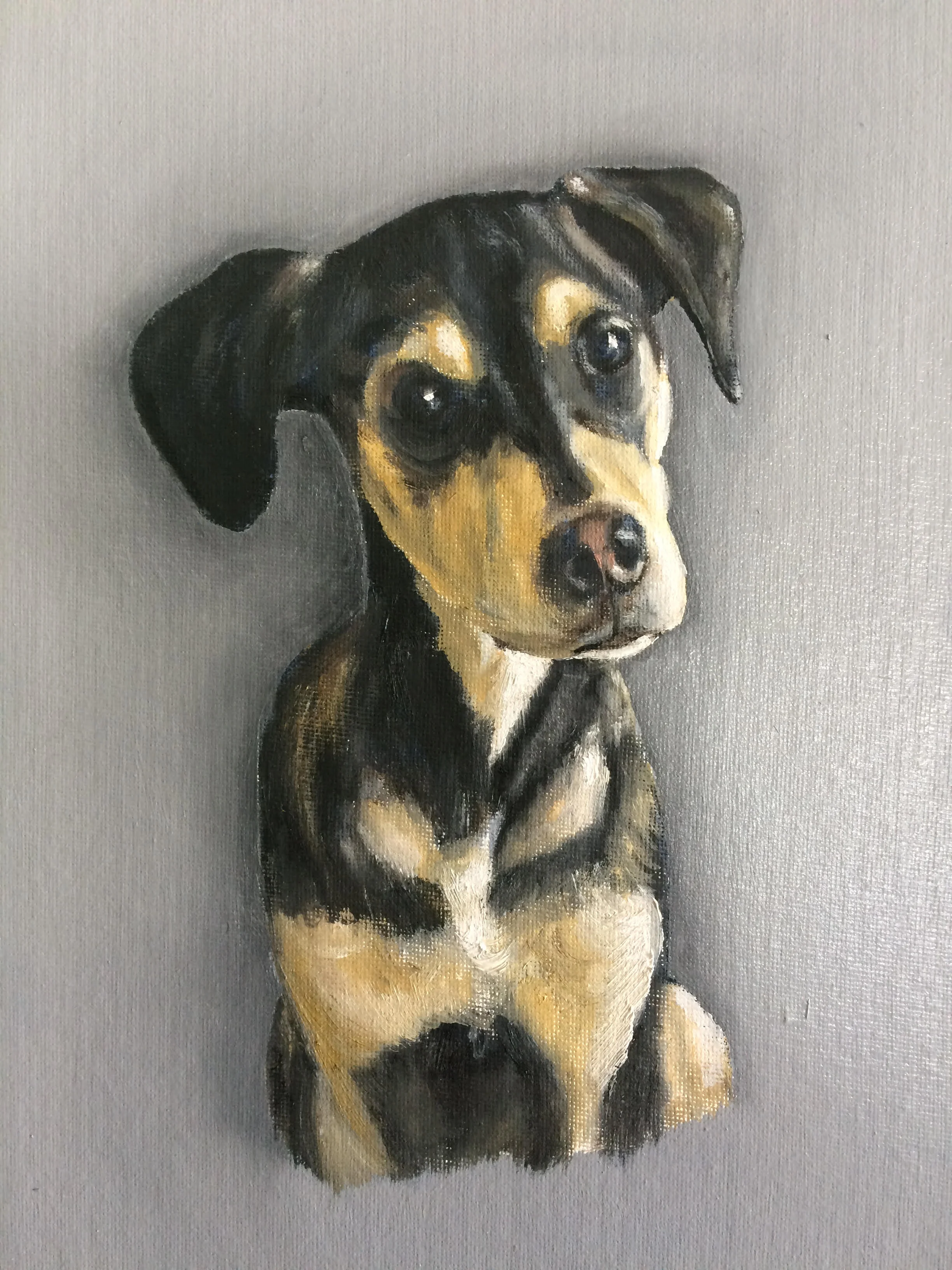 Portraits: Animals — Robin Macdonald