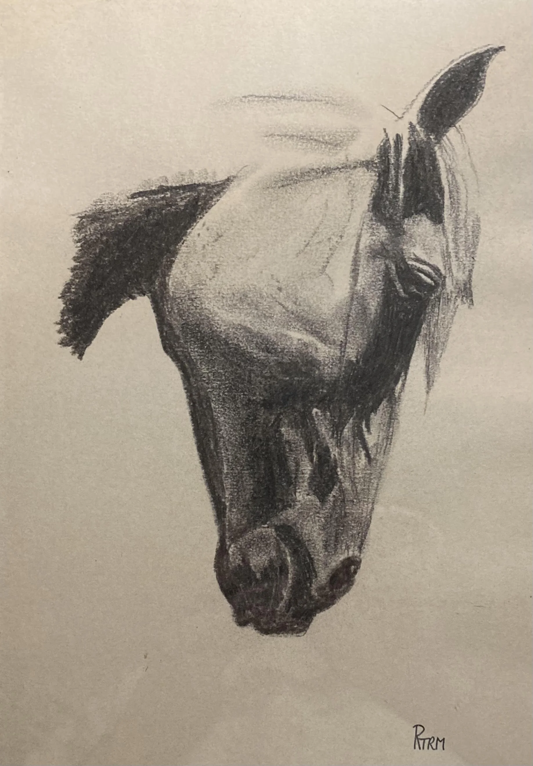 Portraits: Animals — Robin Macdonald