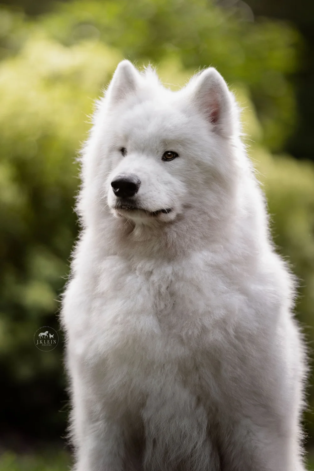 Solid Gold Dog Training Photoshoots in Michigan — J.Klein Photos