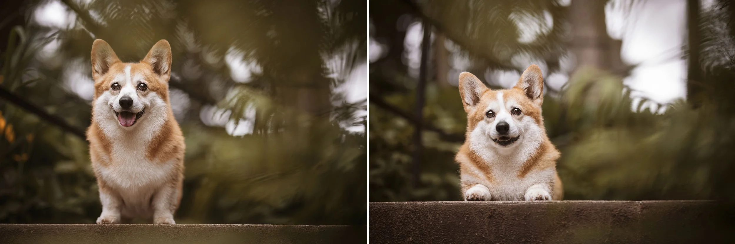 Radish the Corgi, Photographed in Michigan Gardens — J.Klein Photos