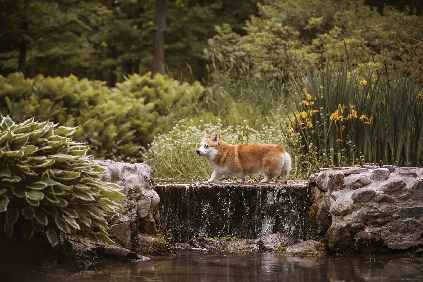 Radish the Corgi, Photographed in Michigan Gardens — J.Klein Photos