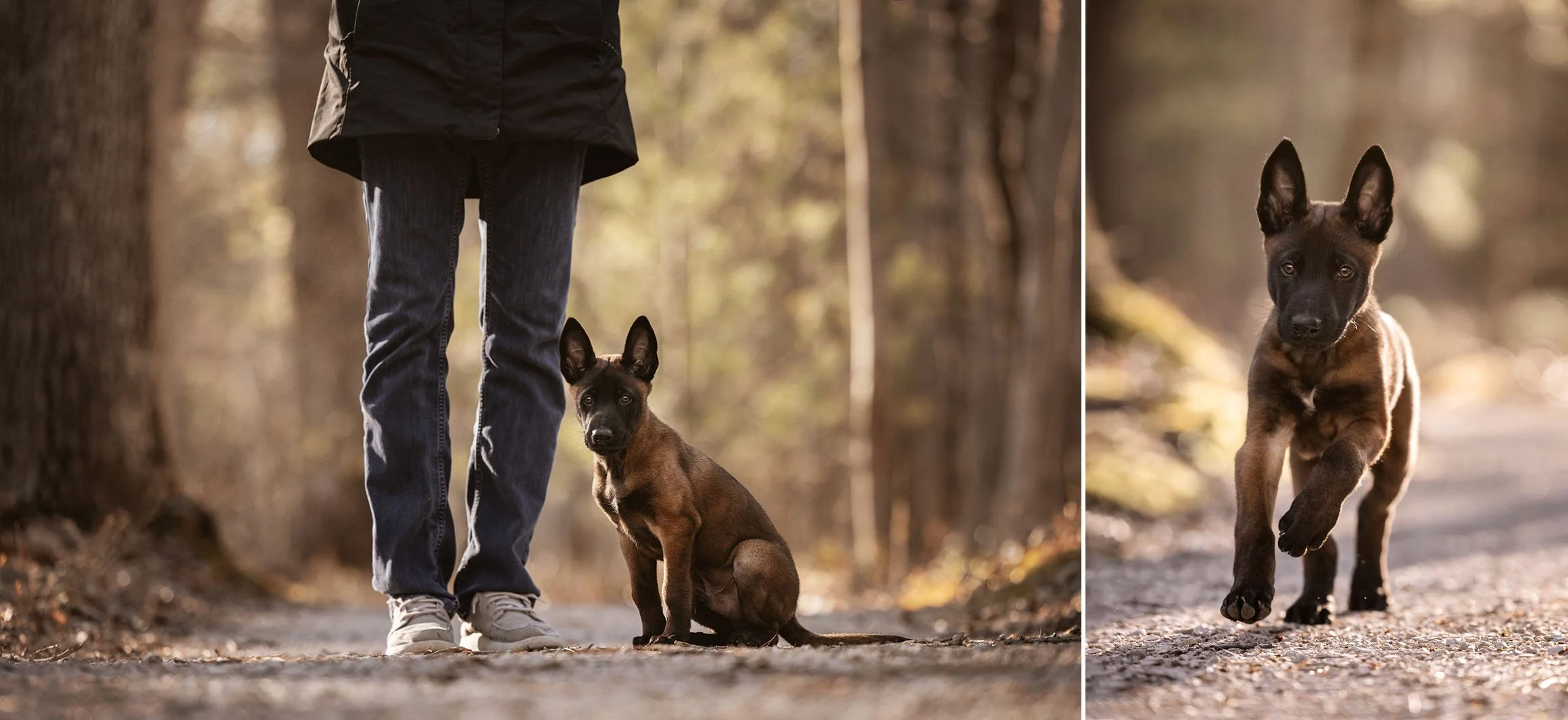 Behind the Scenes Photographing Finn, a 9 Week Old Puppy — J.Klein Photos
