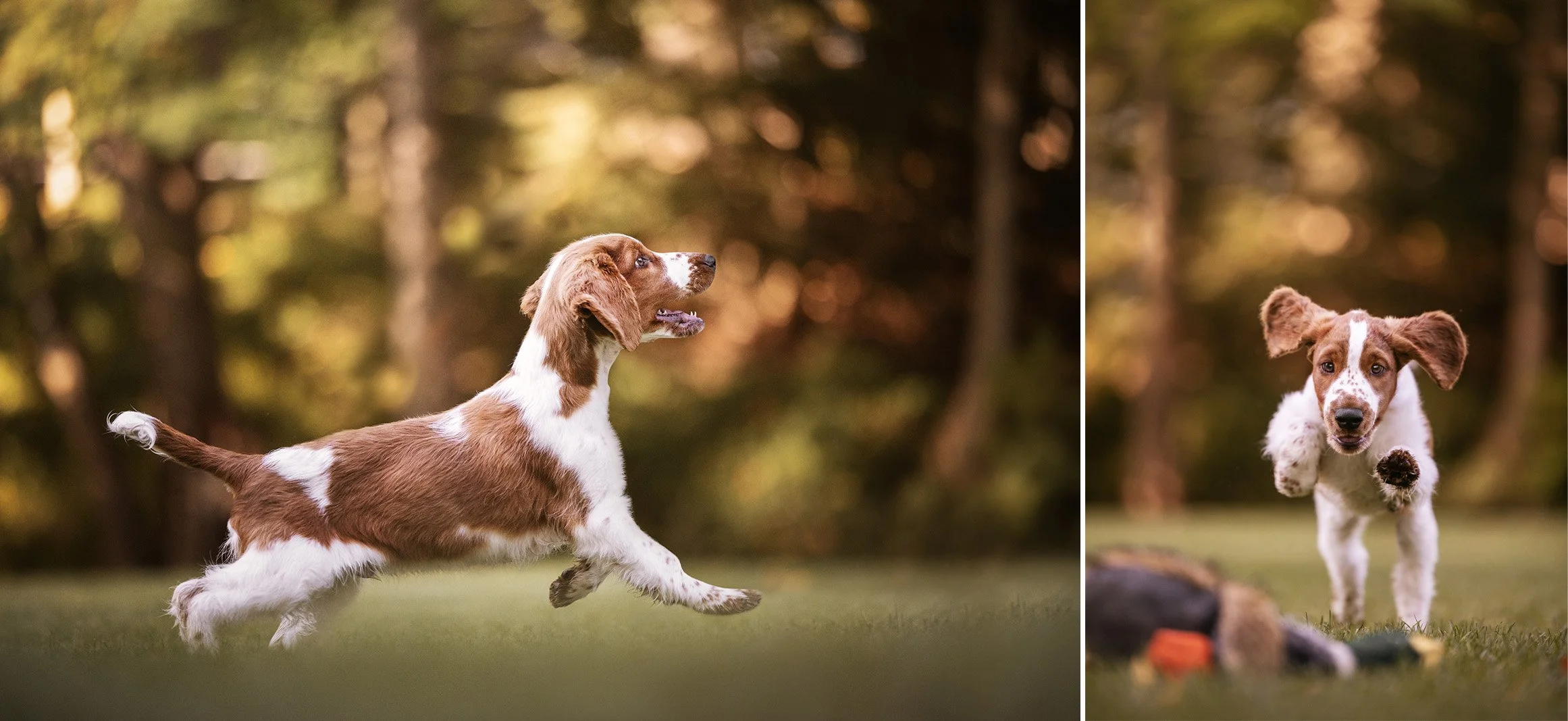 Welsh Spring Spaniel Puppy Photoshoot — J.Klein Photos
