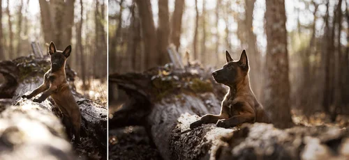 Behind the Scenes Photographing Finn, a 9 Week Old Puppy — J.Klein Photos