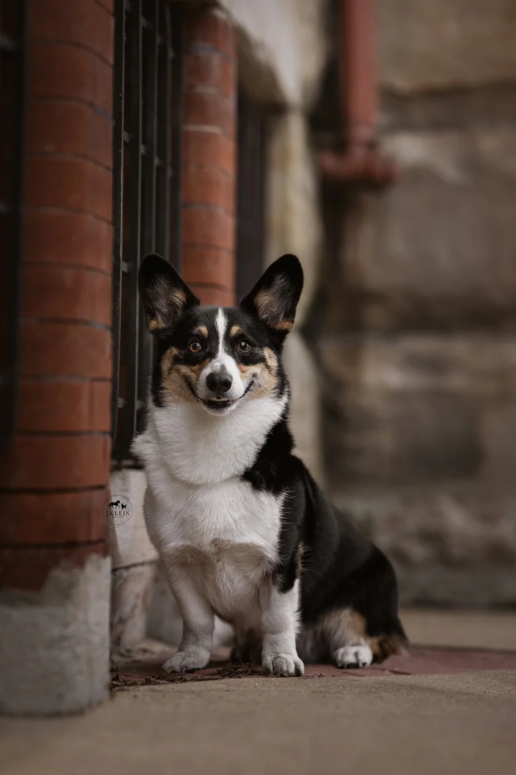 Urban Dog Photoshoot, Muskegon Michigan — J.Klein Photos