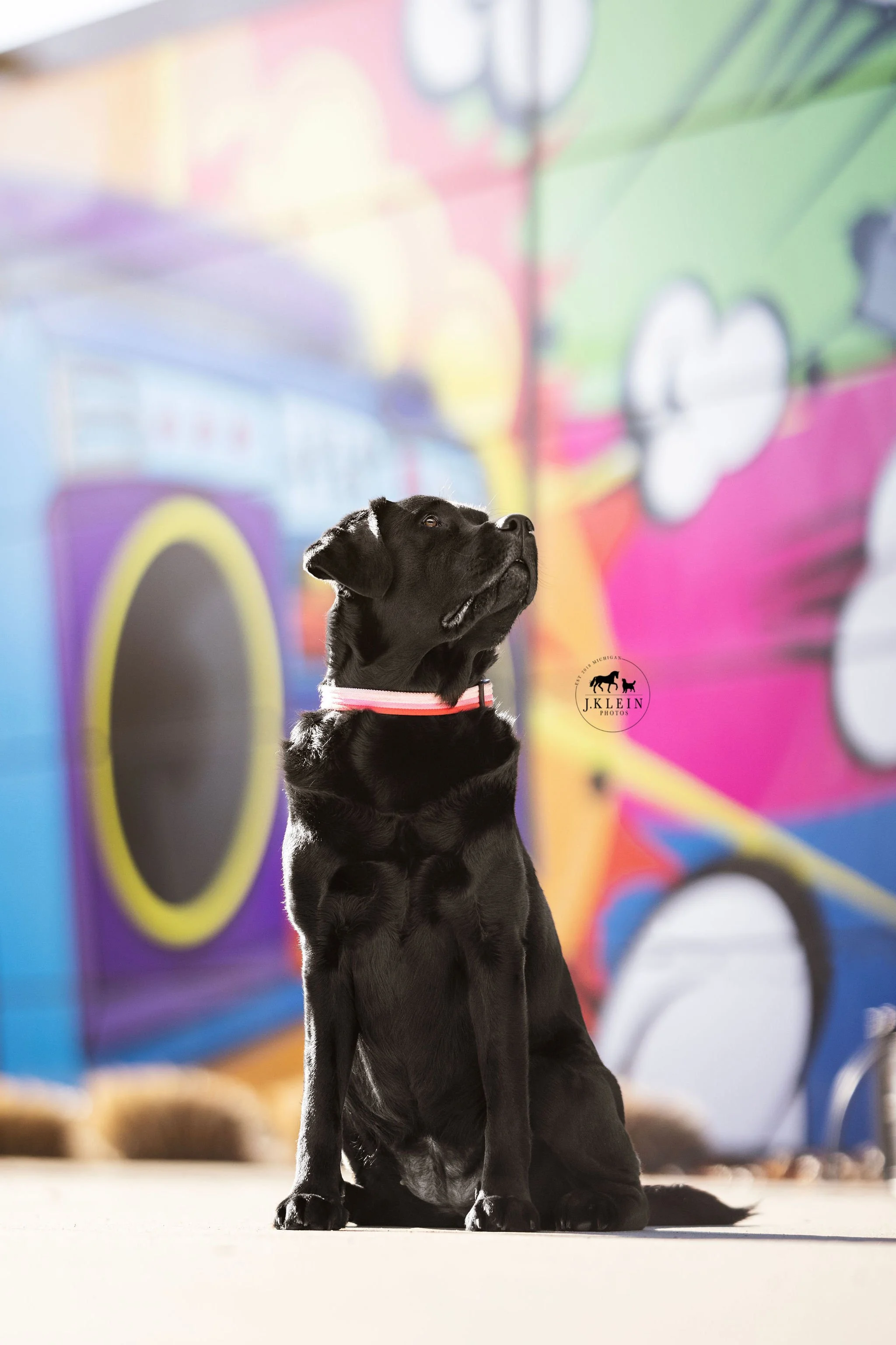 Urban Dog Photography, West Michigan — J.Klein Photos