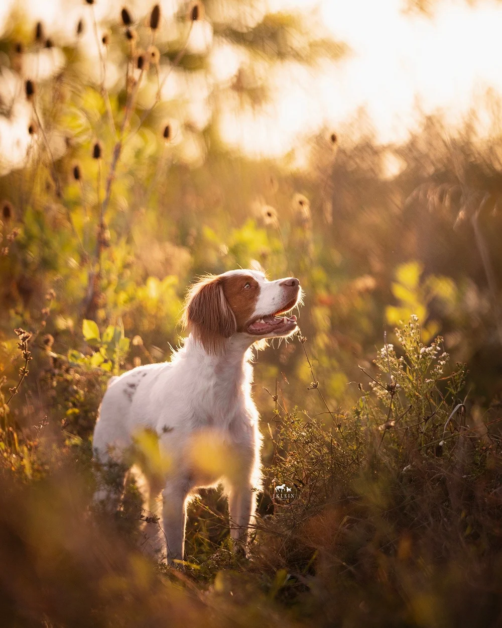 Hunting Dog Photography, Michigan — J.Klein Photos