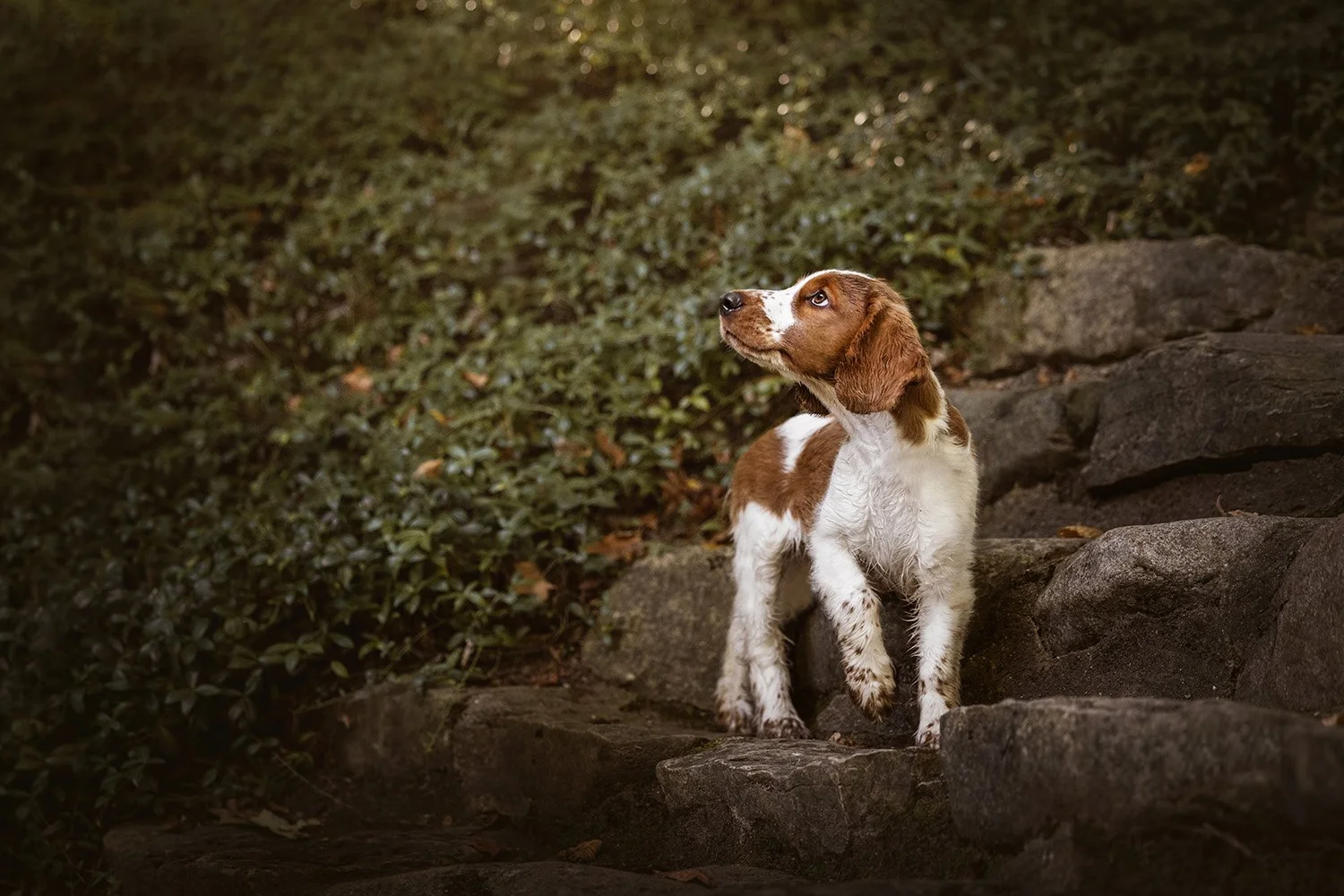 Welsh Spring Spaniel Puppy Photoshoot — J.Klein Photos