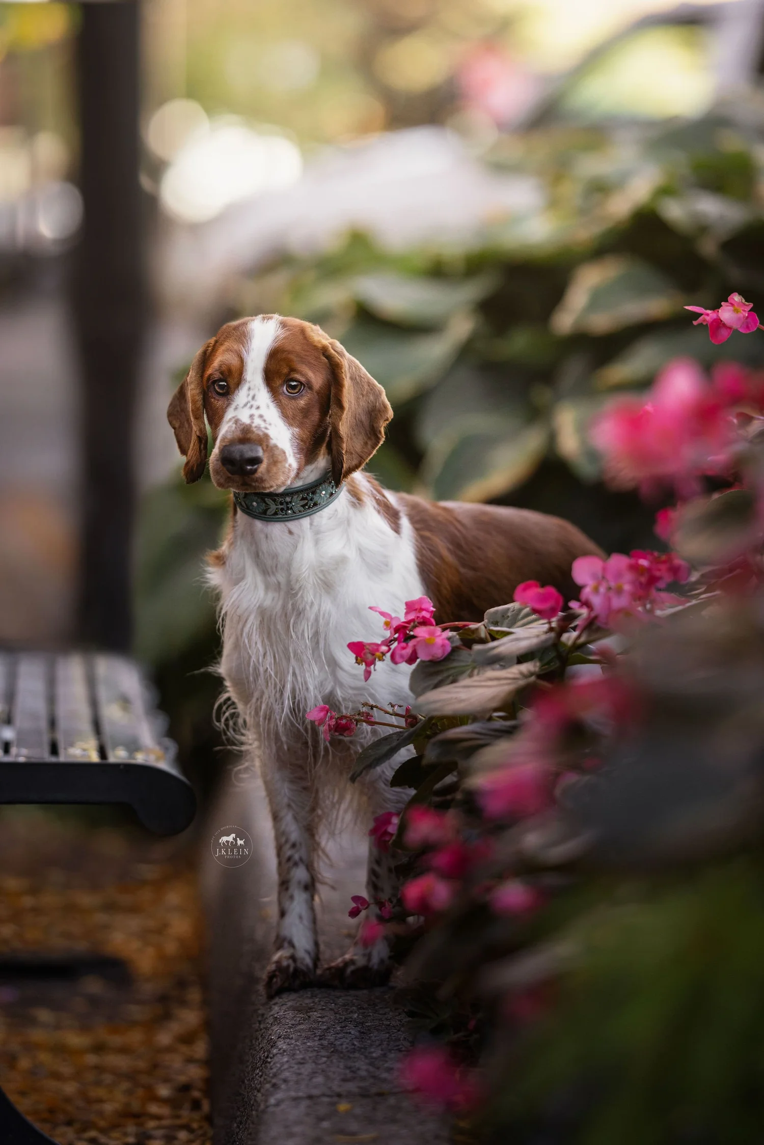 Welsh Springer Spaniel, Urban and Garden Photoshoot — J.Klein Photos
