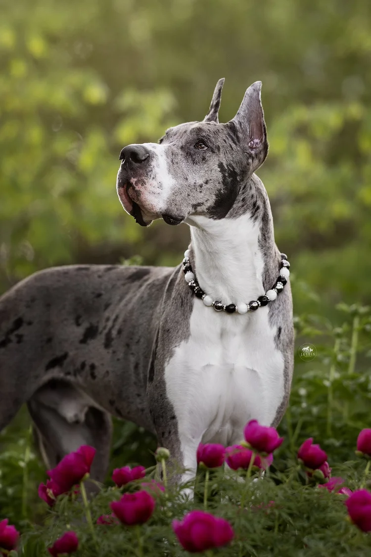 Great Dane Photoshoot in Michigan Gardens — J.Klein Photos