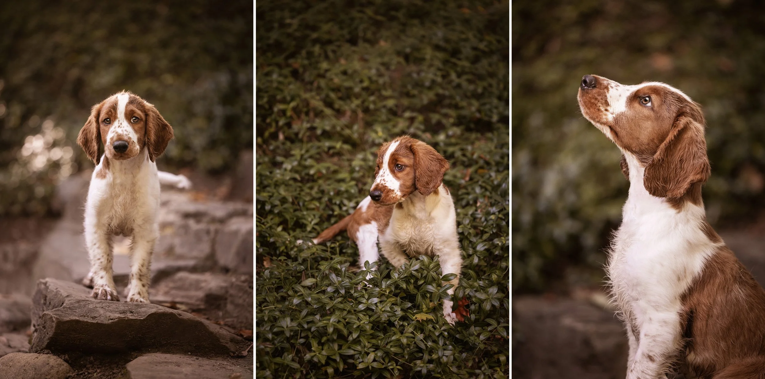 Welsh Spring Spaniel Puppy Photoshoot — J.Klein Photos
