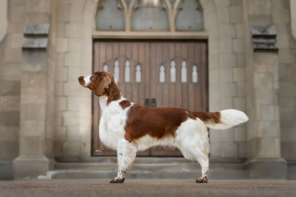 Welsh Springer Spaniel, Urban and Garden Photoshoot — J.Klein Photos