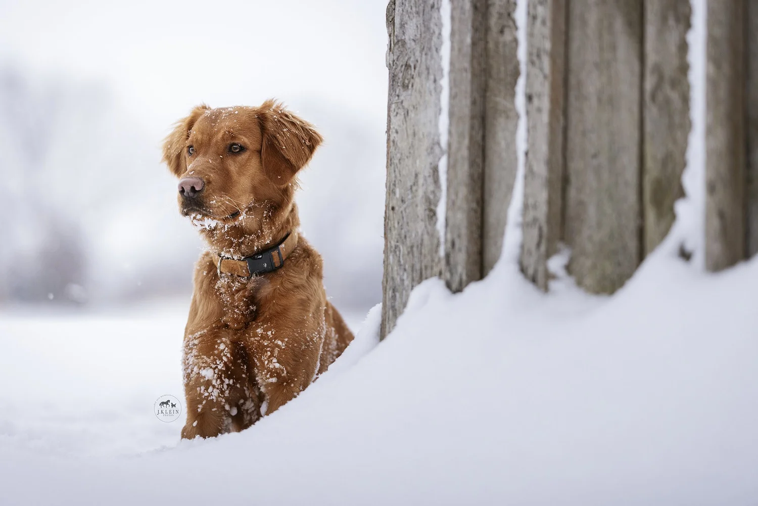 Hunting Dog Photography, Michigan — J.Klein Photos