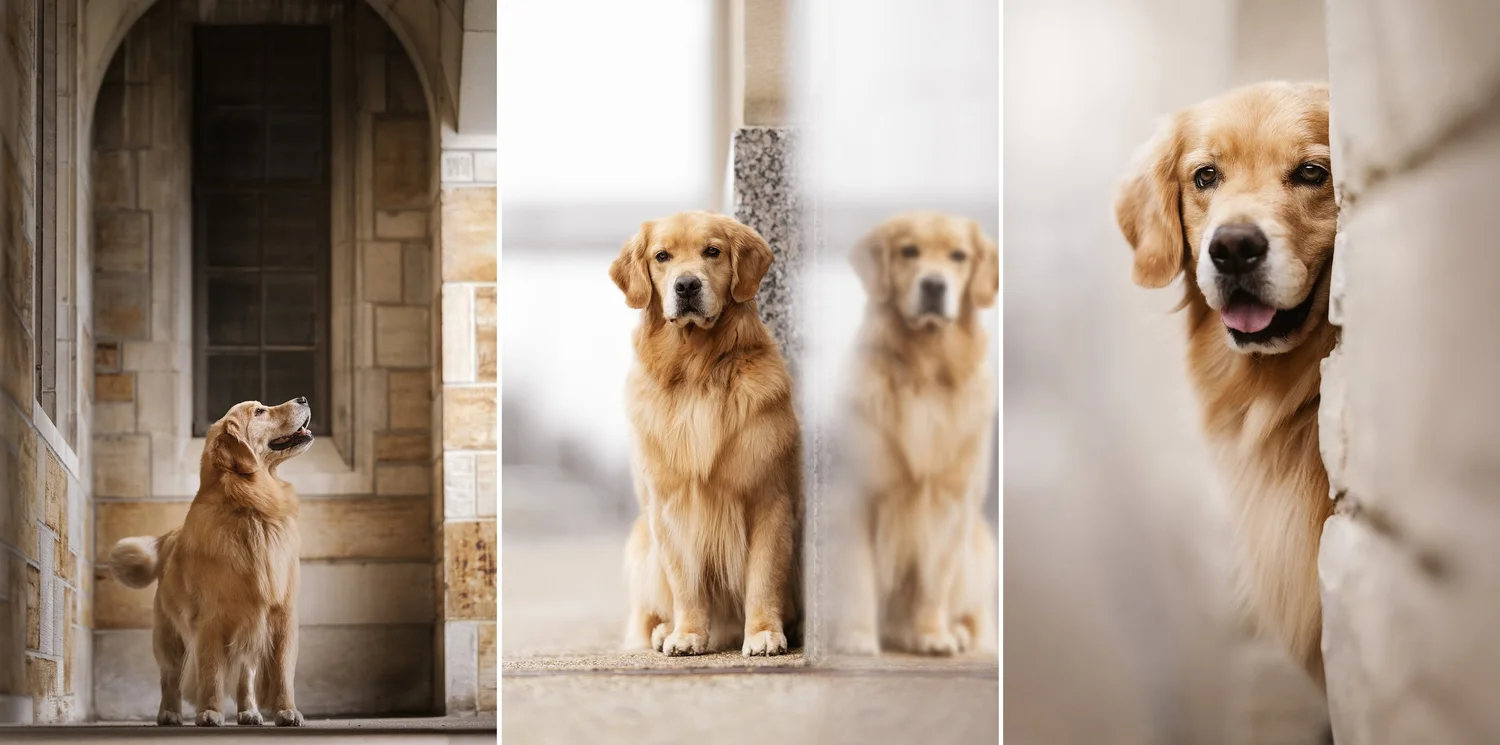 How to Photograph Dogs, Tips & Tricks for Urban Enviorments — J.Klein ...