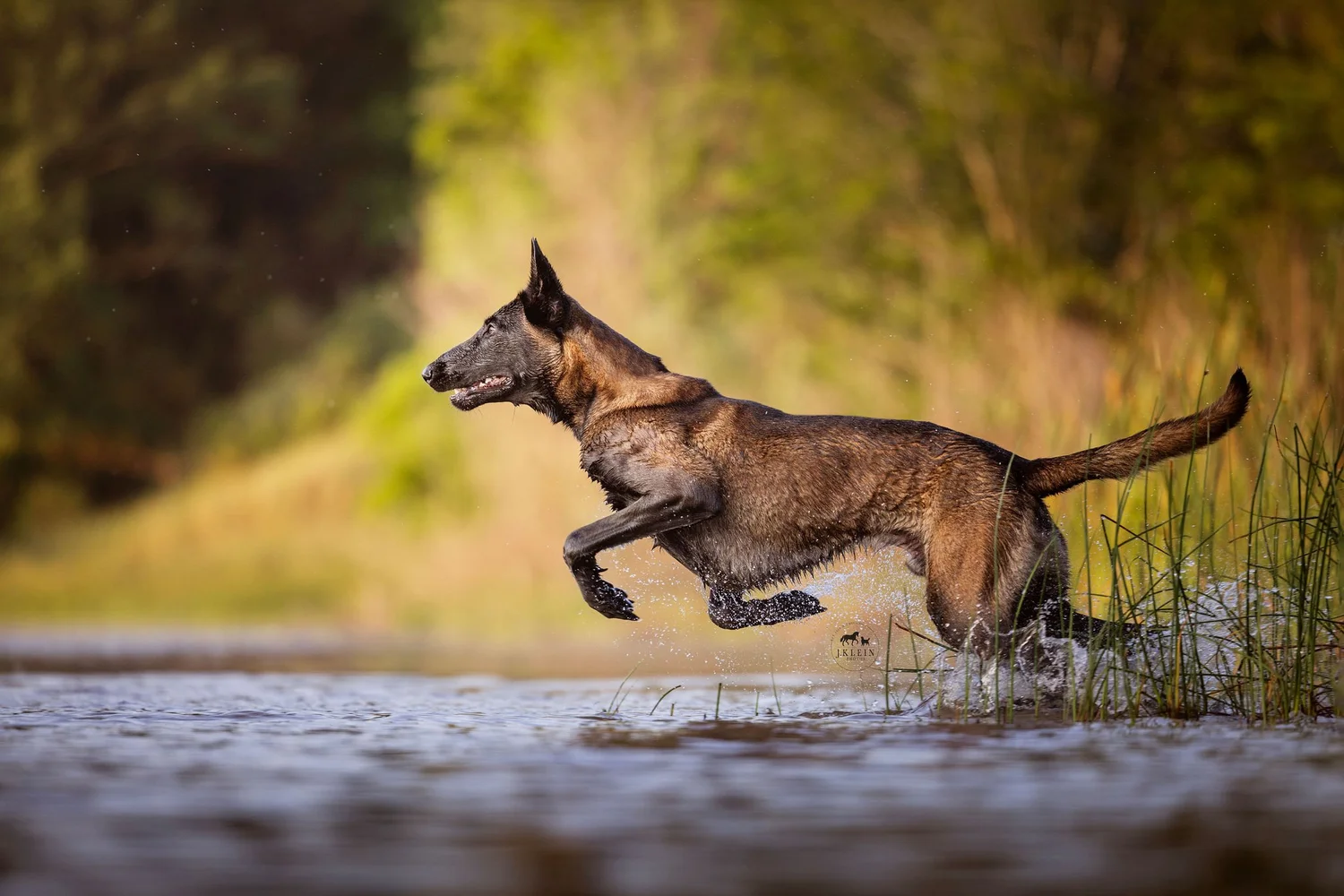 Belgian Malinois Photoshoot — J.Klein Photos