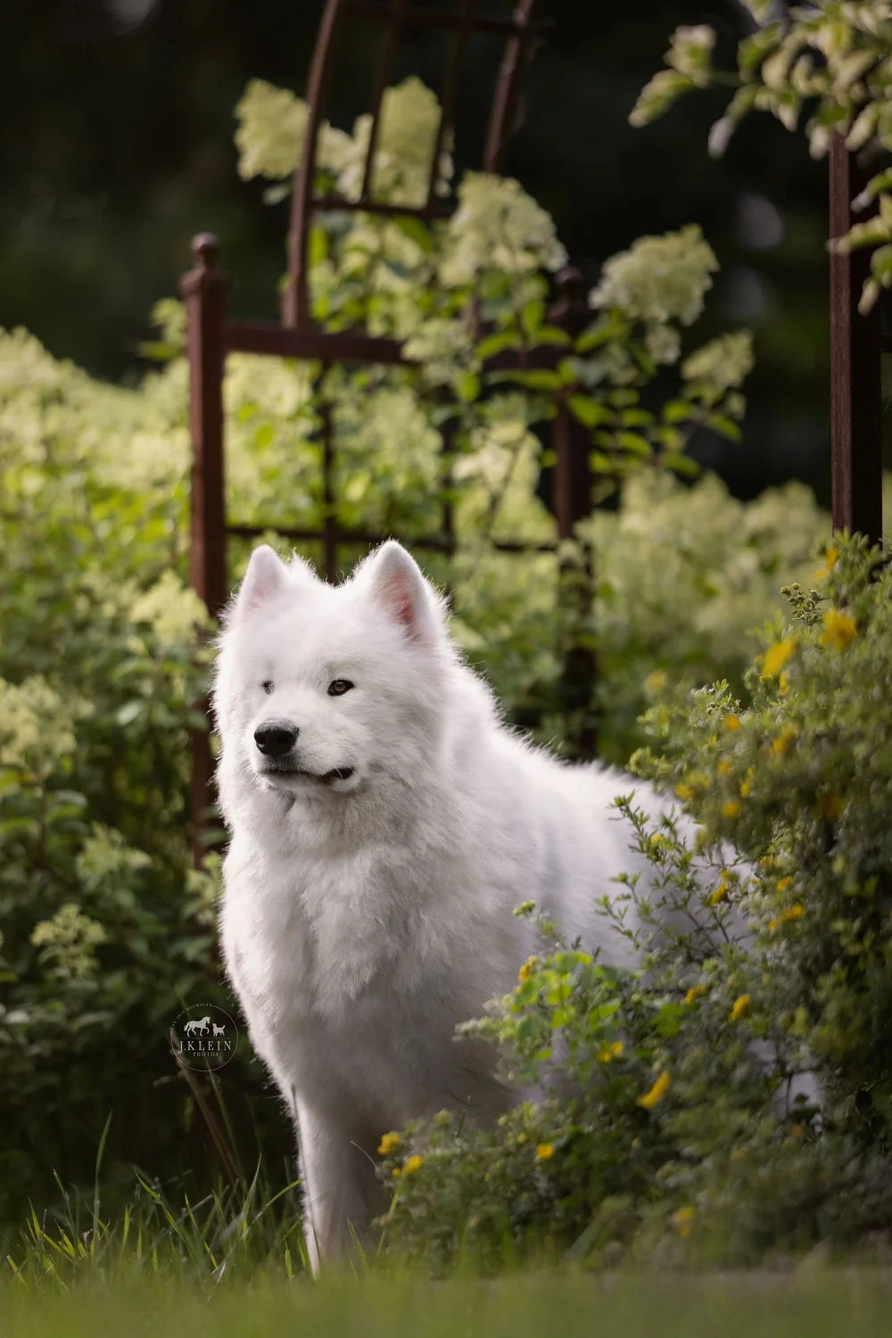 Solid Gold Dog Training Photoshoots in Michigan — J.Klein Photos