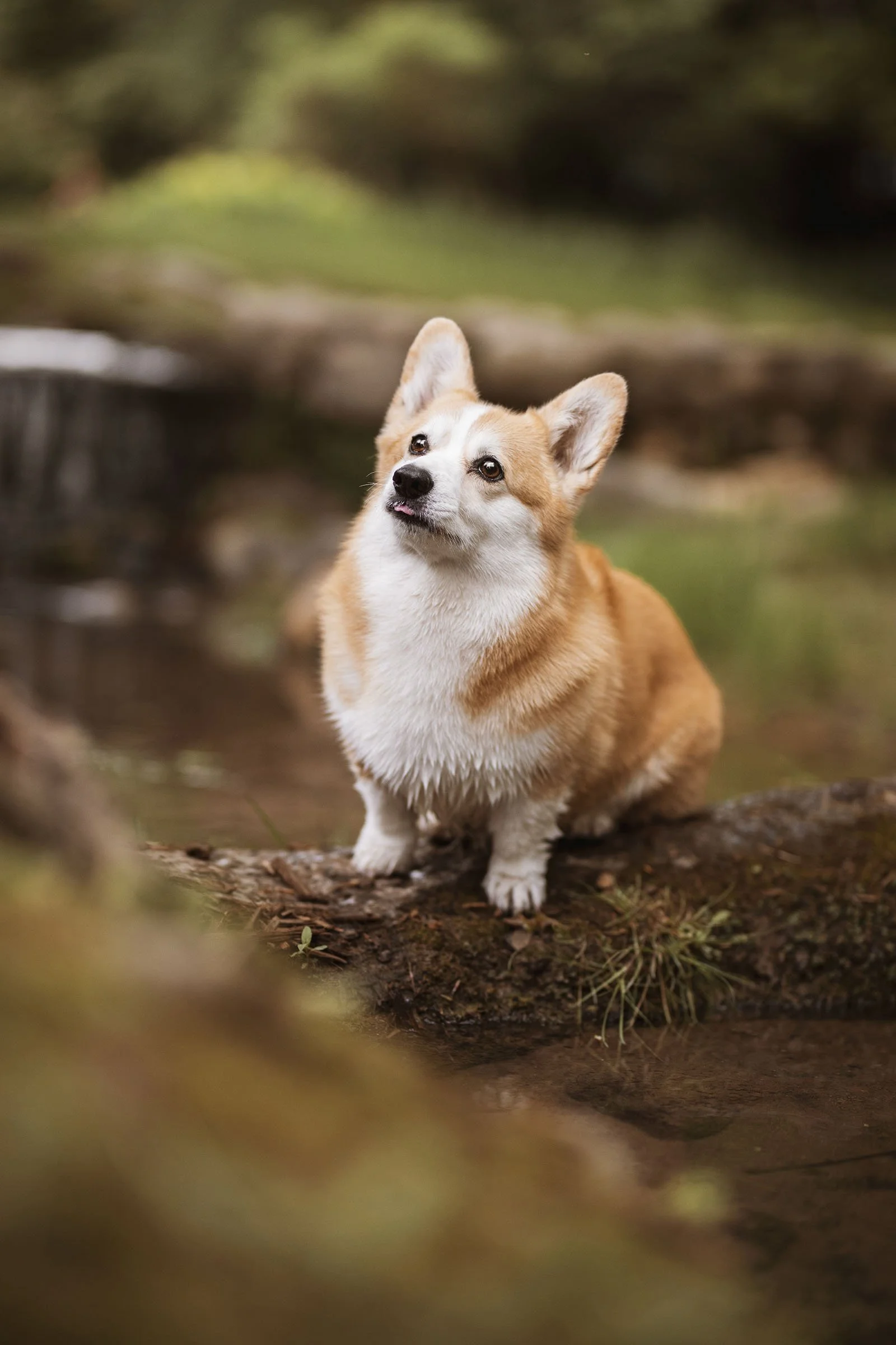Radish the Corgi, Photographed in Michigan Gardens — J.Klein Photos