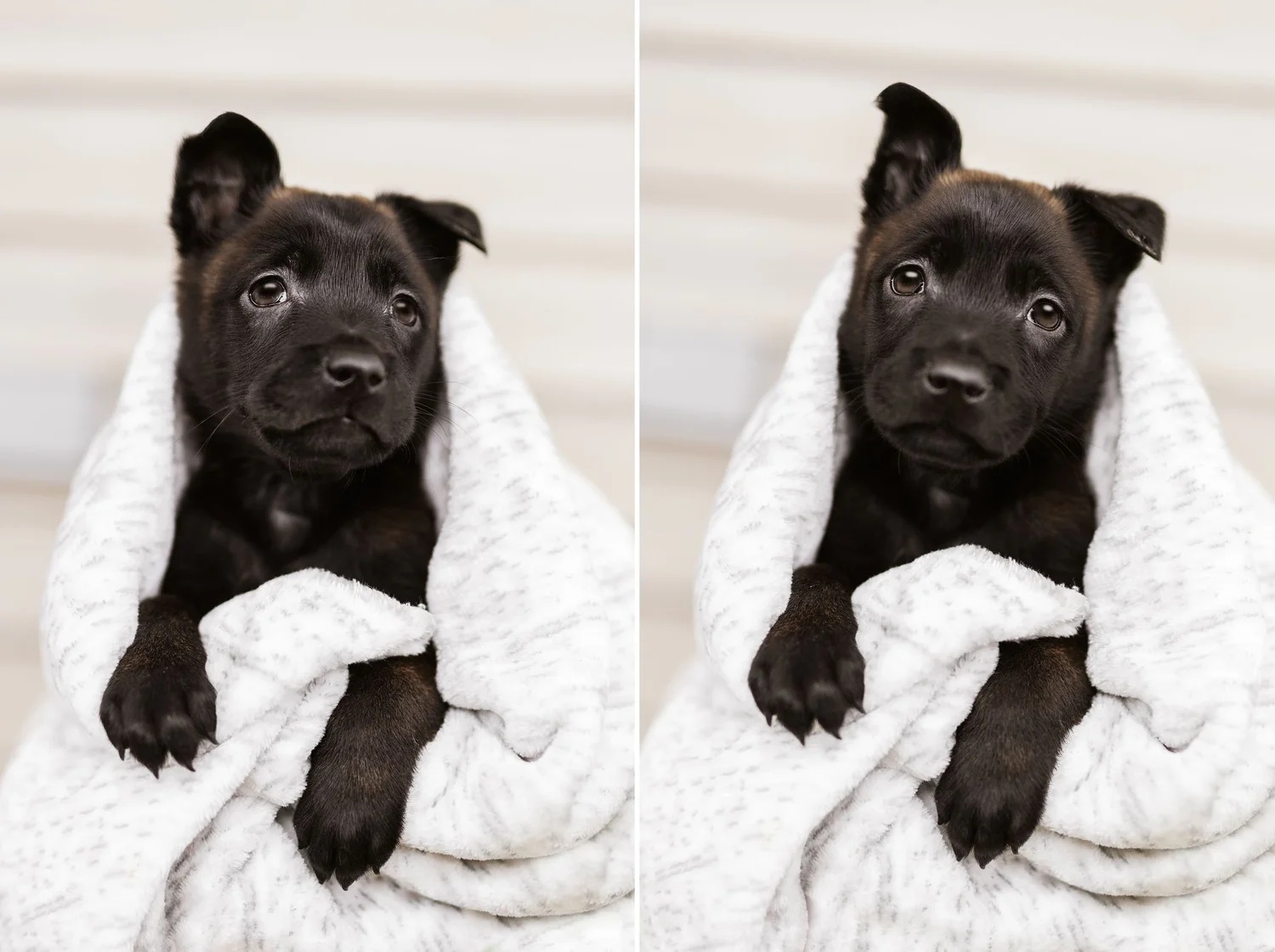 Red Line Working K9 Malinois Puppies — J.Klein Photos