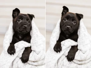 Red Line Working K9 Malinois Puppies — J.Klein Photos