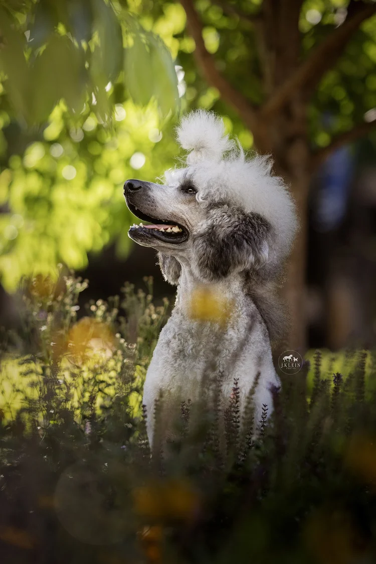 Photoshoot of Phantom Standard Poodle, Urban and Garden Locations — J ...