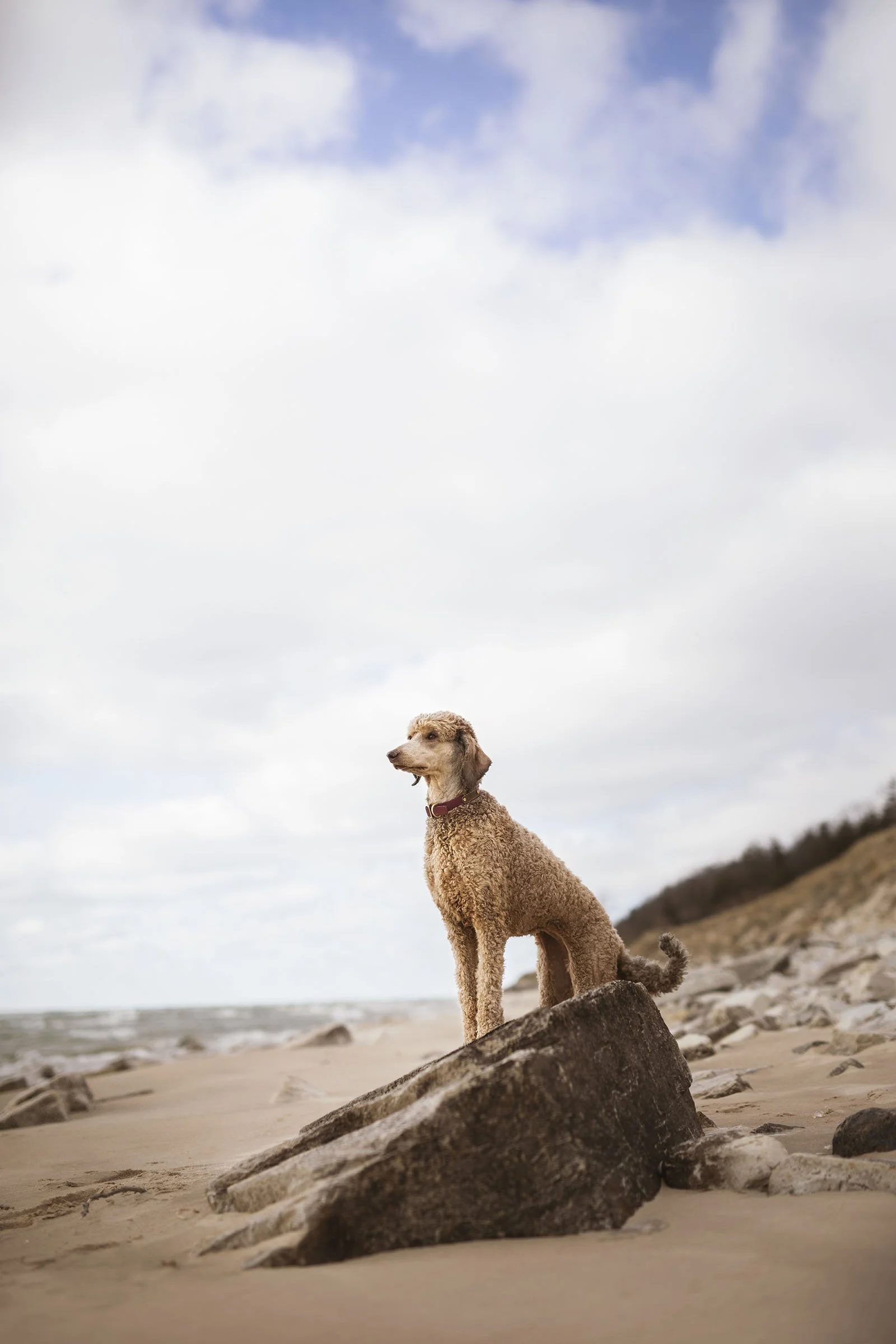 Curry, Standard Poodle Photoshoot along Lake Michigan — J.Klein Photos