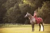 Foxfield Arabian Horse Photoshoot — J.Klein Photos