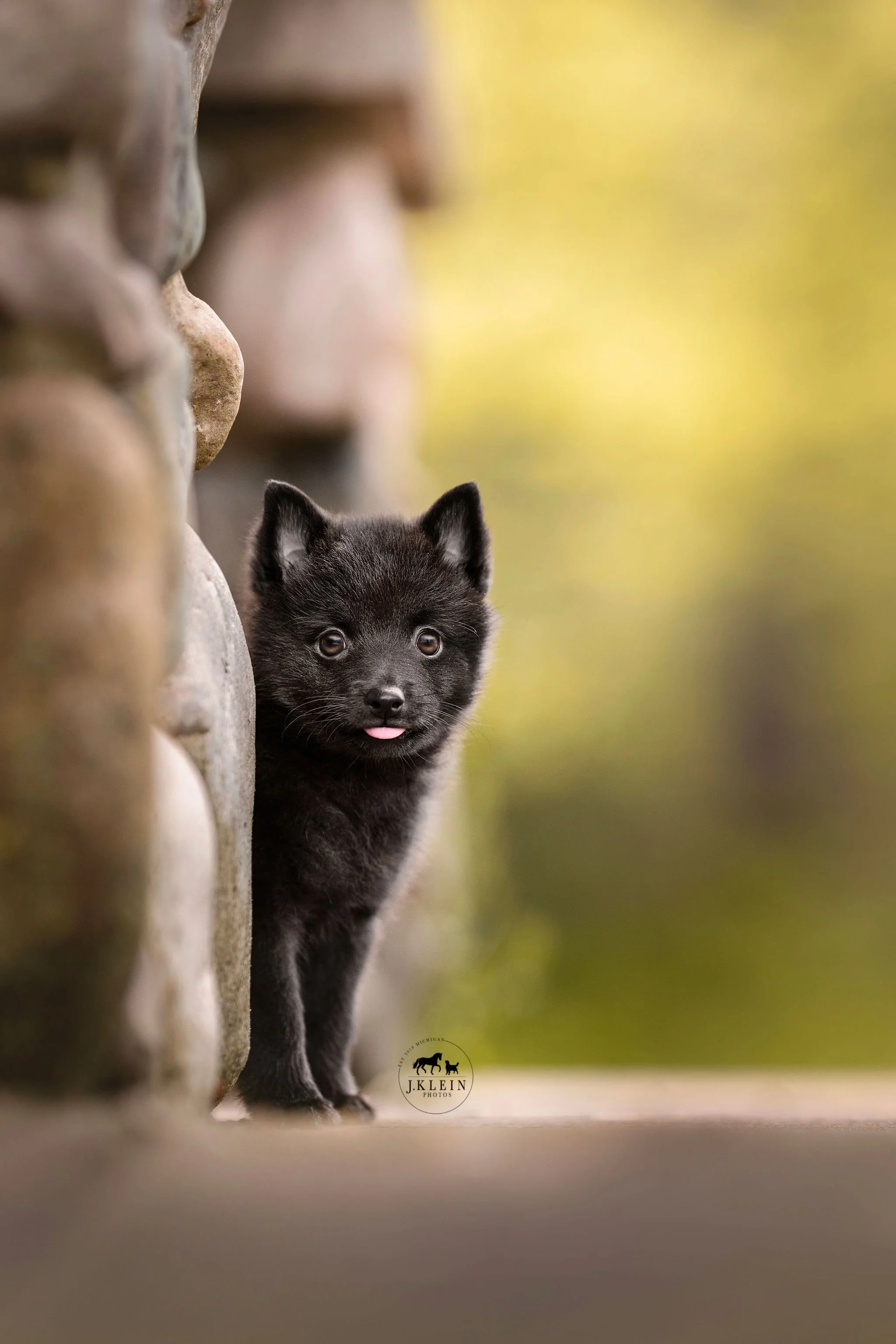 Schipperke Puppy Photoshoot — J.Klein Photos