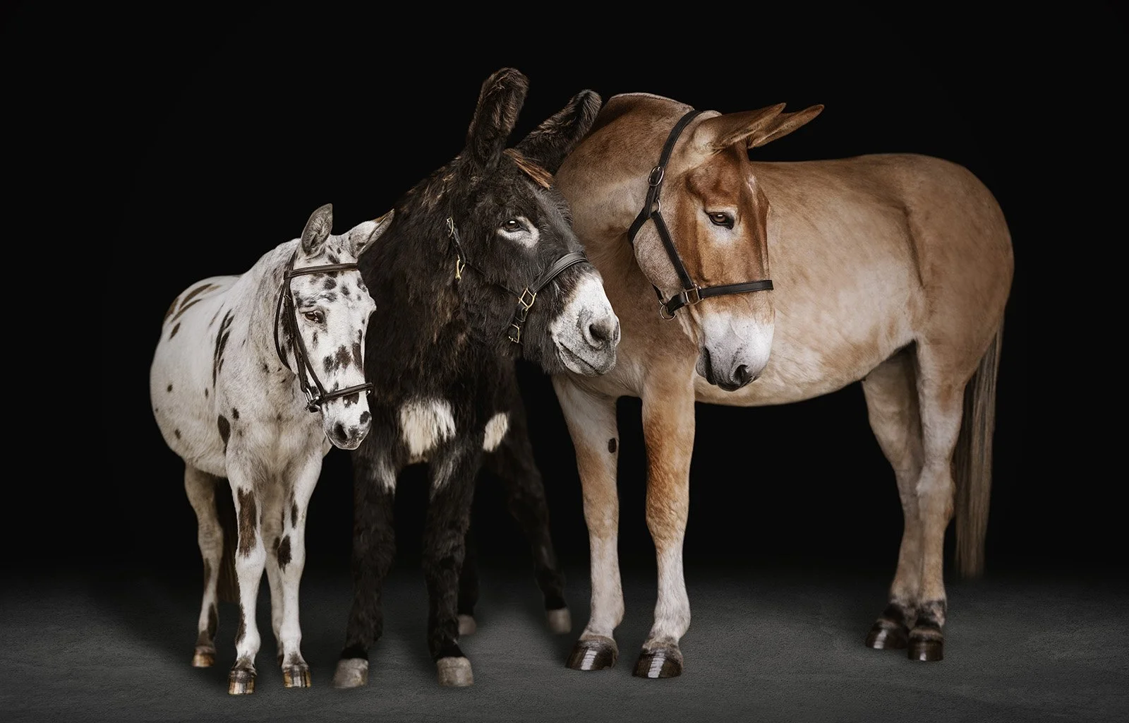 Equine Portraits of Mules and Donkeys — J.Klein Photos