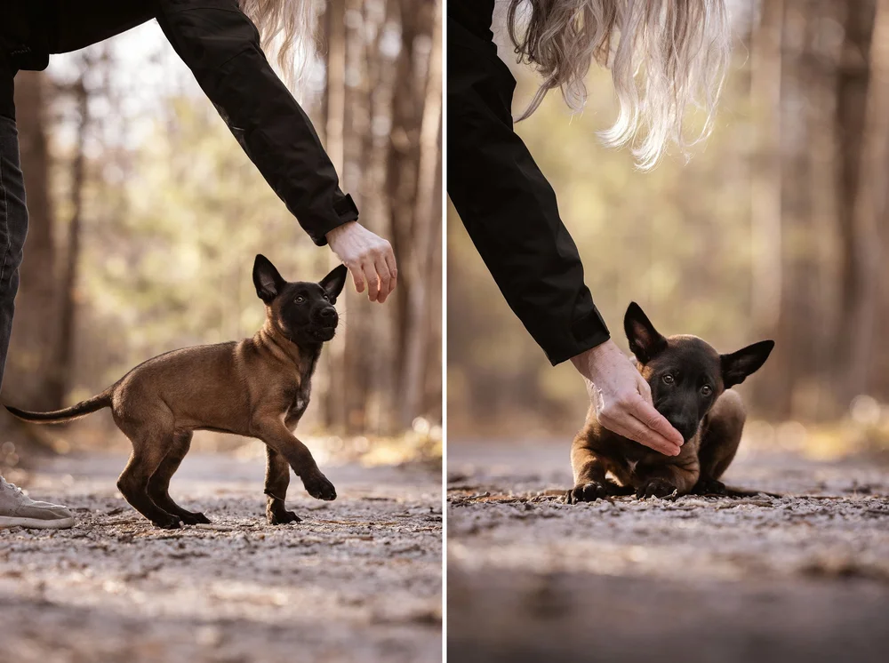 Behind the Scenes Photographing Finn, a 9 Week Old Puppy — J.Klein Photos