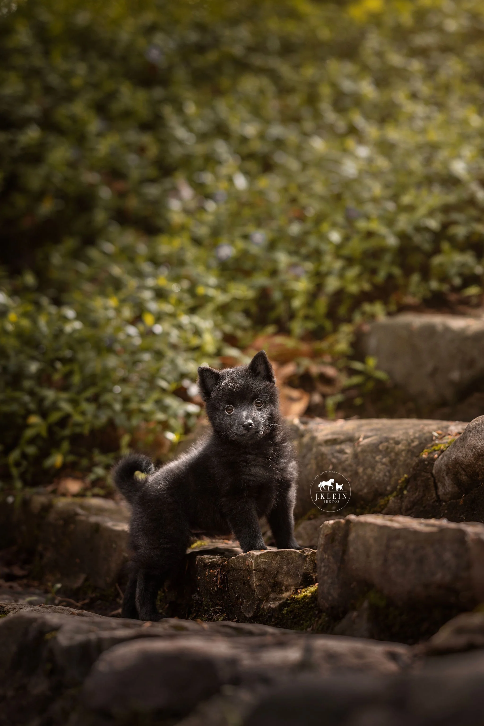 Schipperke Puppy Photoshoot — J.Klein Photos