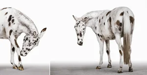 Equine Portraits of Mules and Donkeys — J.Klein Photos
