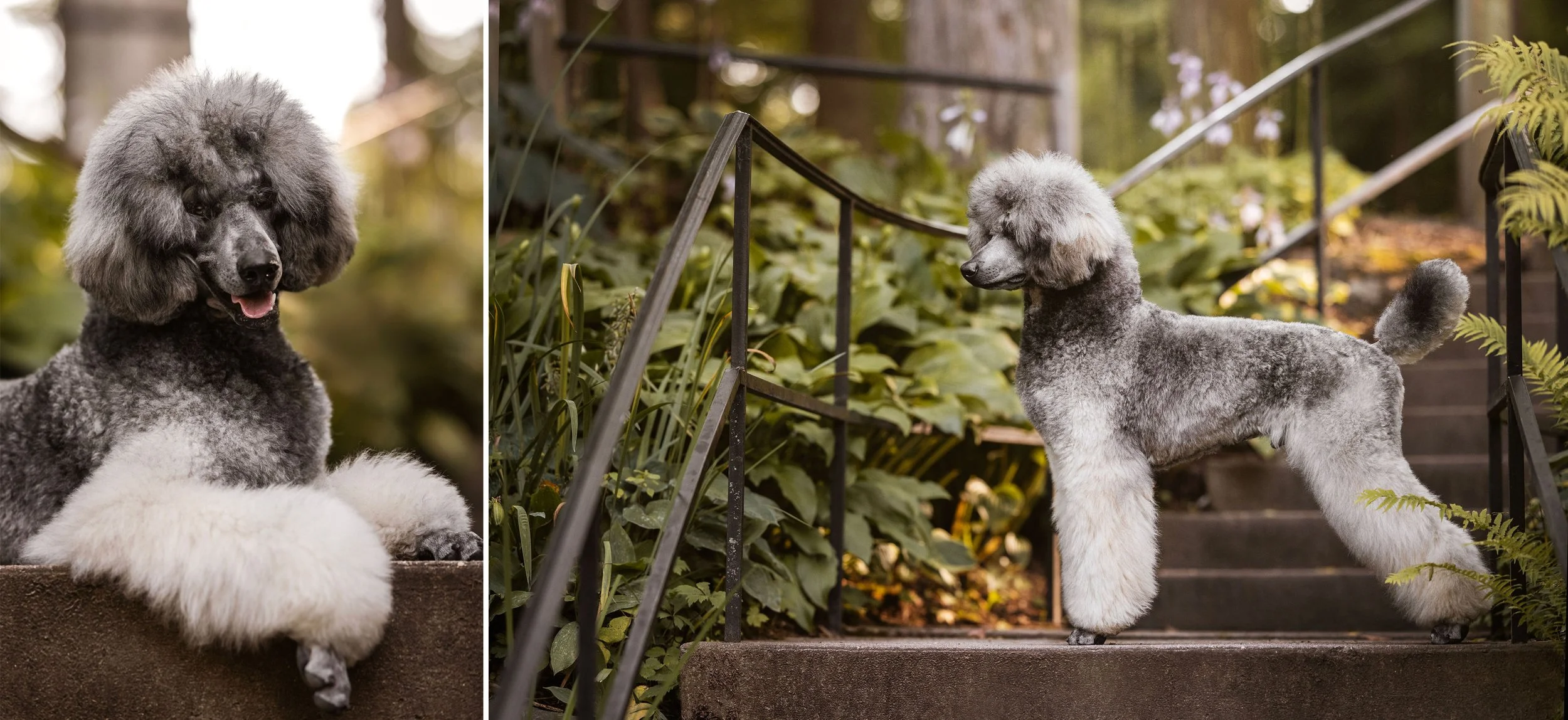Oats, the Standard Poodle — J.Klein Photos