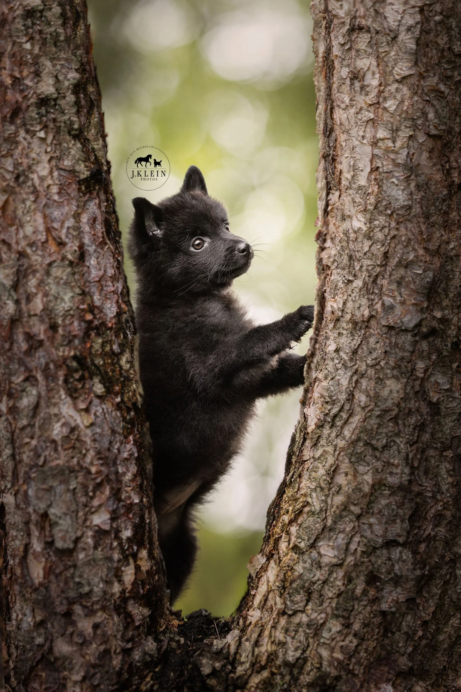 Schipperke Puppy Photoshoot — J.Klein Photos