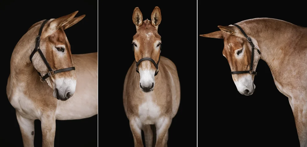 Equine Portraits of Mules and Donkeys — J.Klein Photos