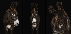 Equine Portraits of Mules and Donkeys — J.Klein Photos