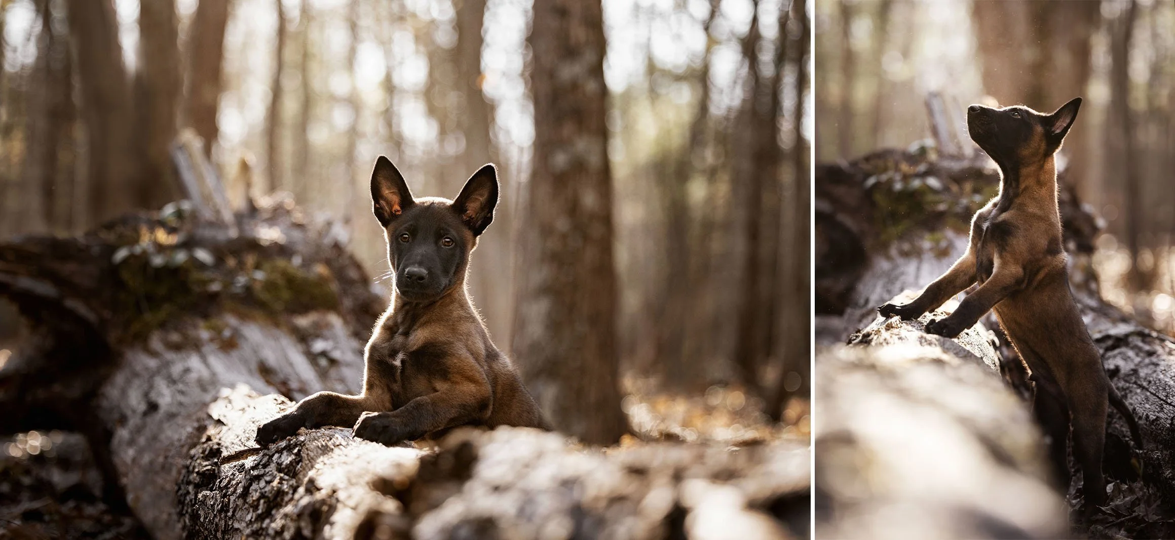 Behind the Scenes Photographing Finn, a 9 Week Old Puppy — J.Klein Photos
