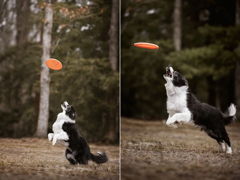 Scotch Ann, Disc Dog Photography — J.Klein Photos