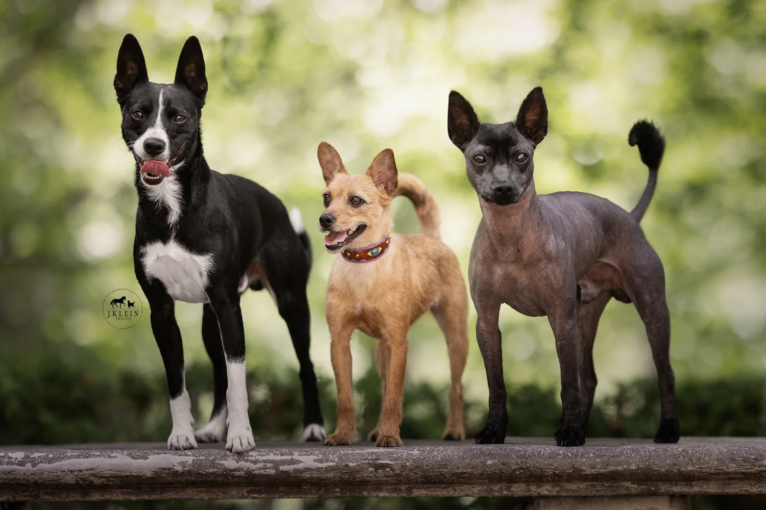 Kalamazoo Dog Photographer — J.Klein Photos