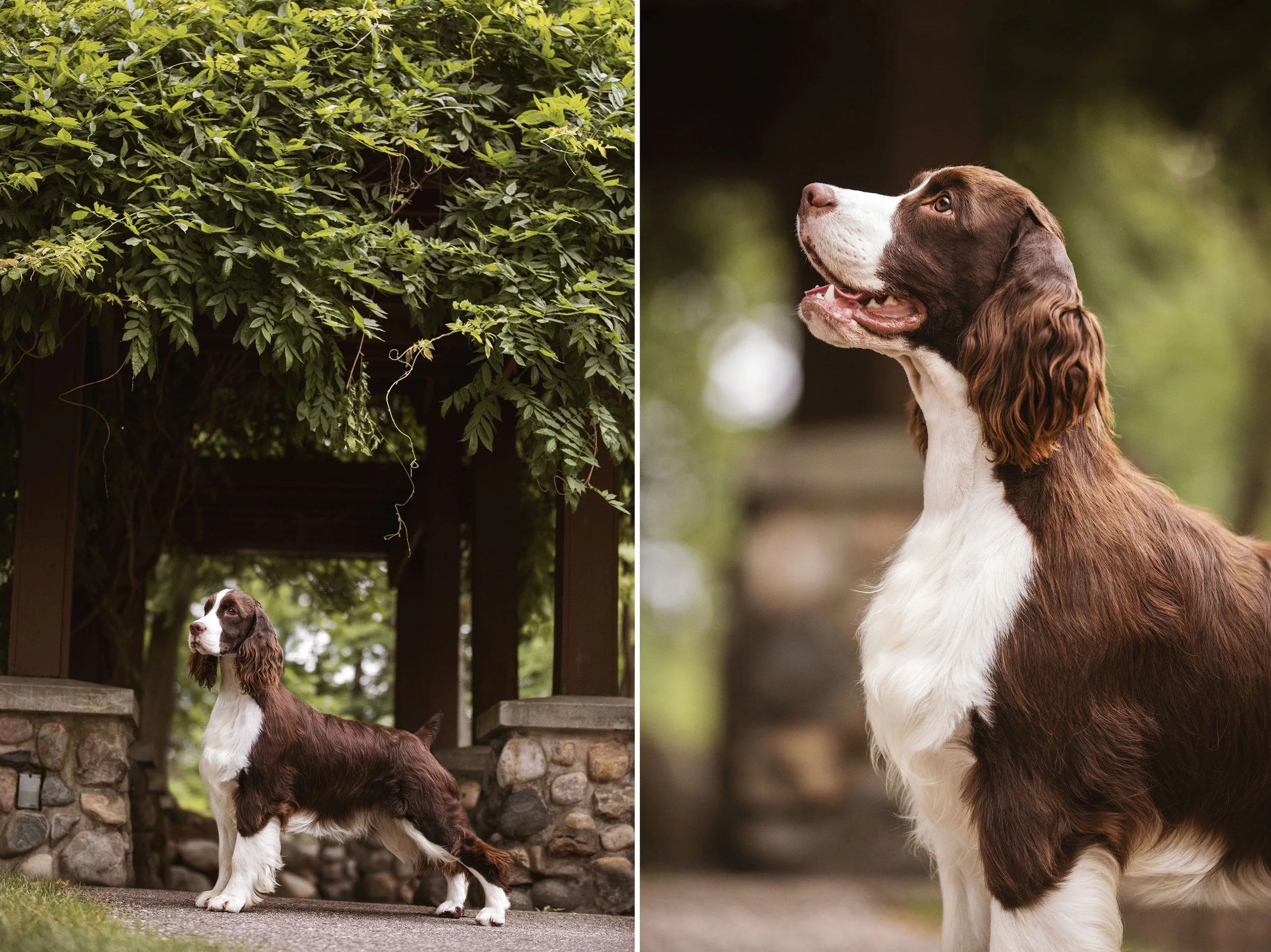 Springer Spaniels at Spring Grove Park — J.Klein Photos