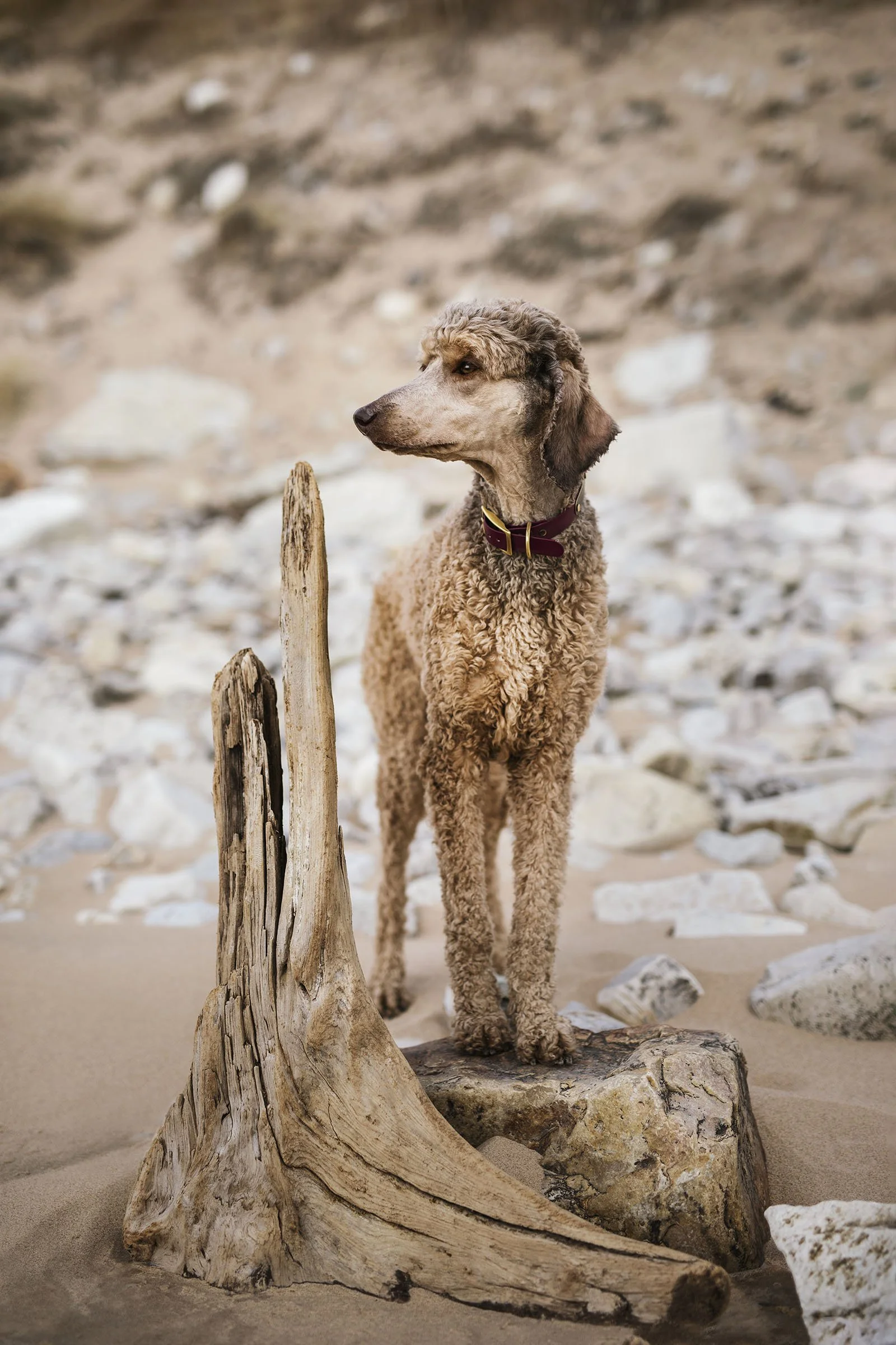 Curry, Standard Poodle Photoshoot along Lake Michigan — J.Klein Photos